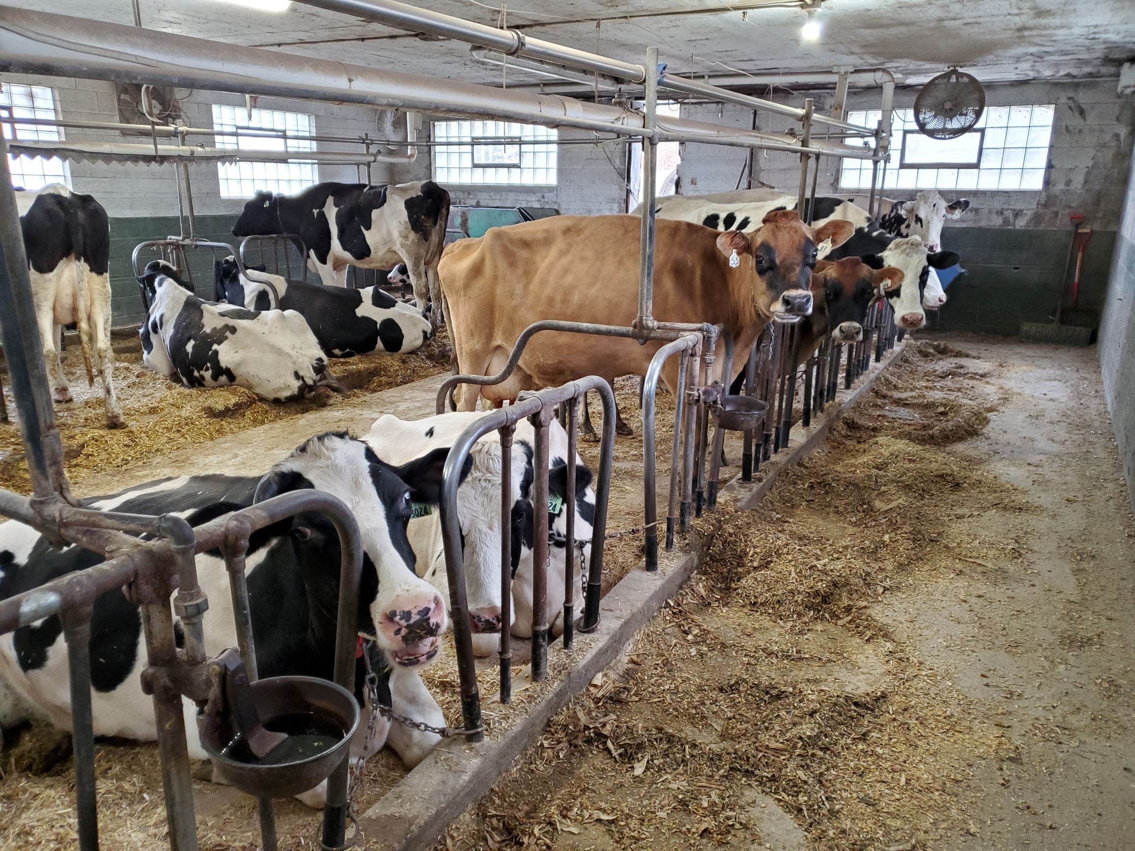 Large Animal Services