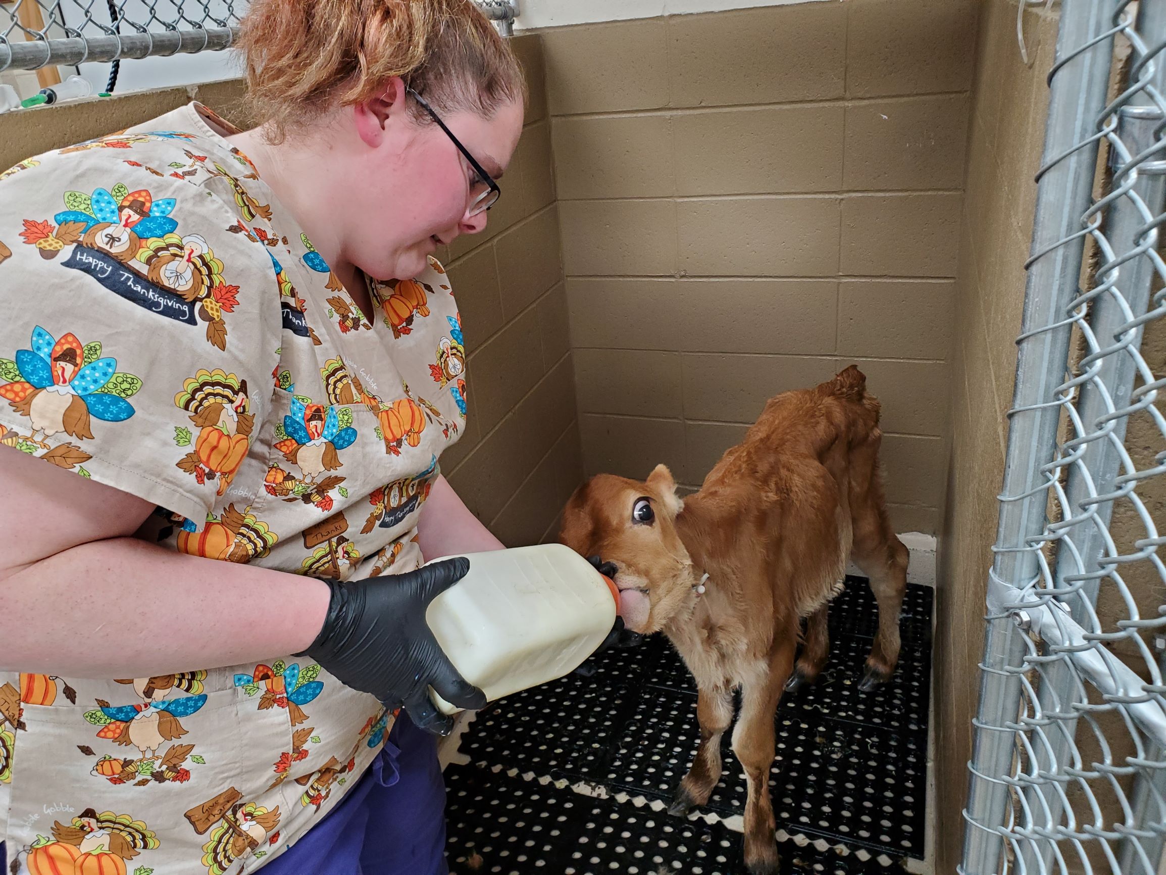 Large Animal Services